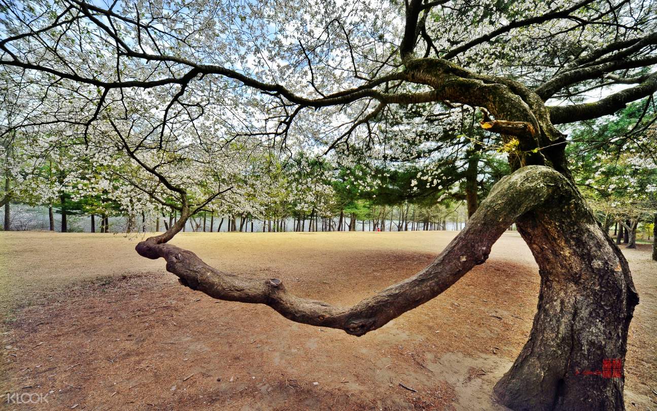 [Klook Exclusive] Nami Island ALL PASS with Skyline ZipWire from Seoul ...
