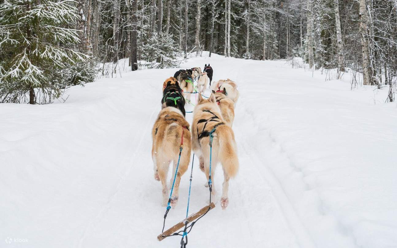 Local husky experience with sled ride and photographer - Klook Malaysia