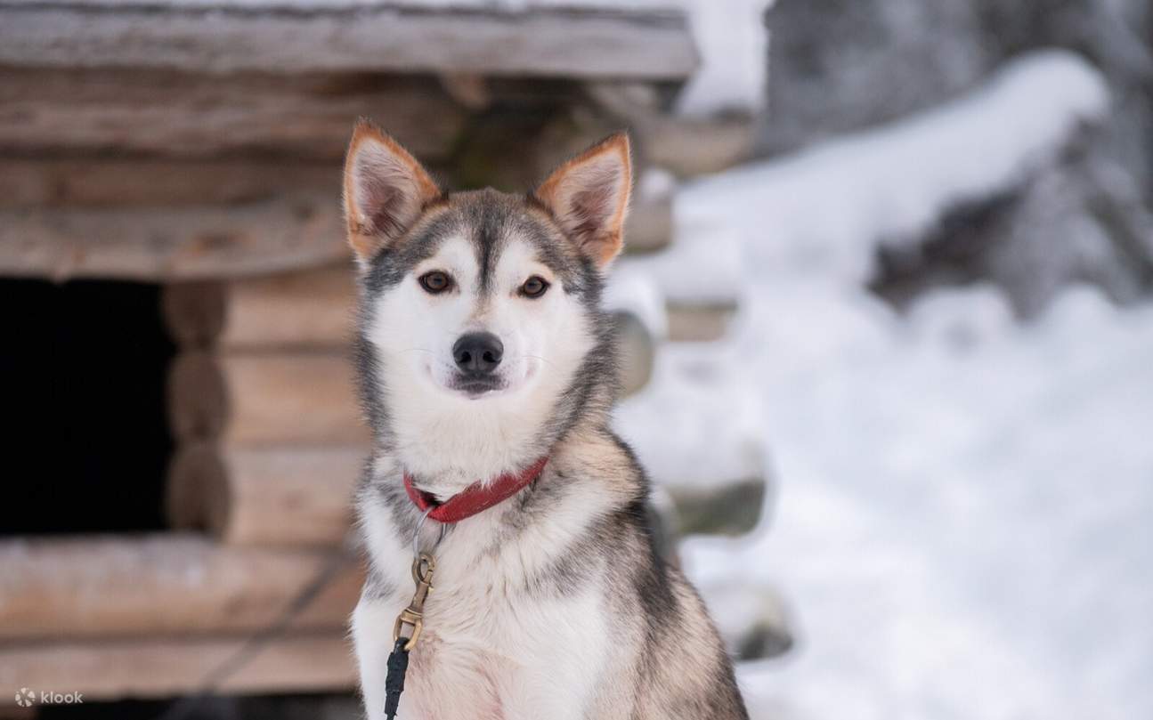 Local husky experience with sled ride and photographer - Klook Singapore