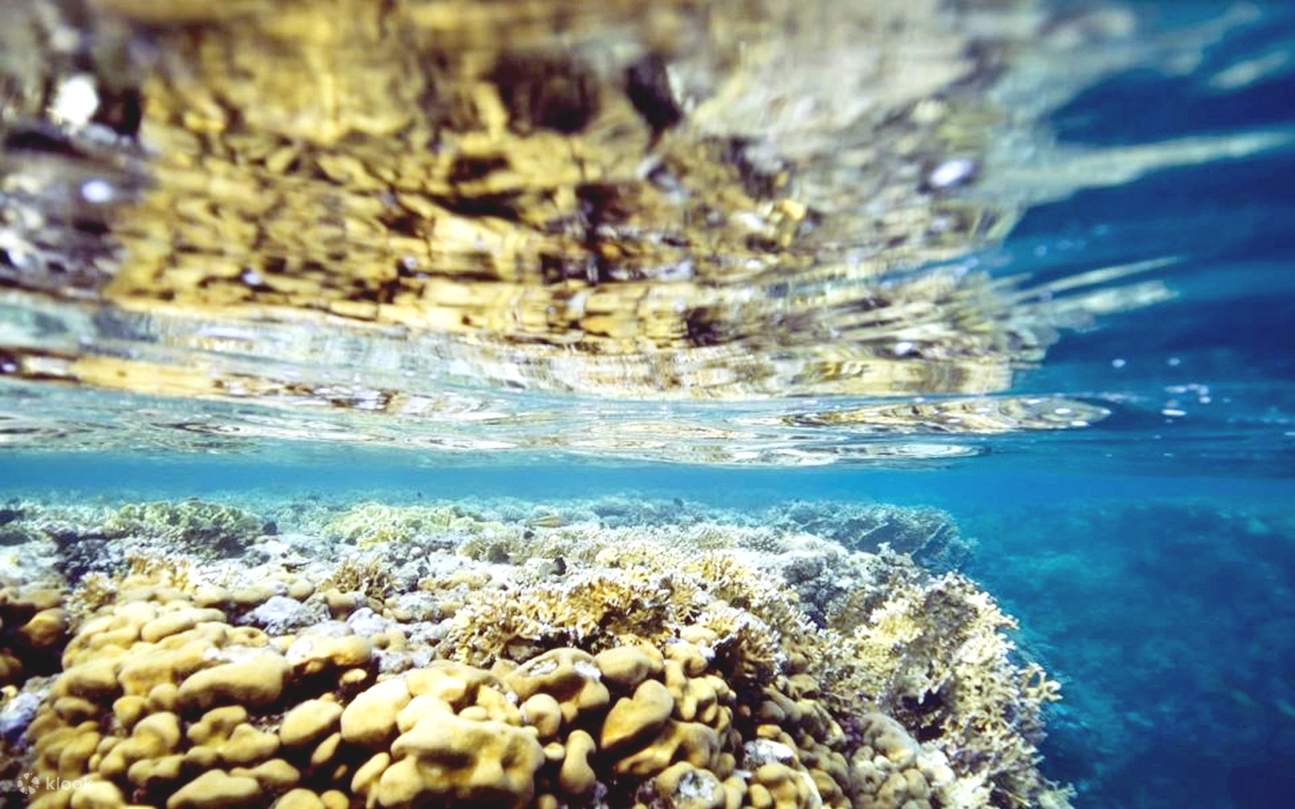 Discover Underwater Wonders: Private Speed Boat Trip with 3 Snorkeling ...