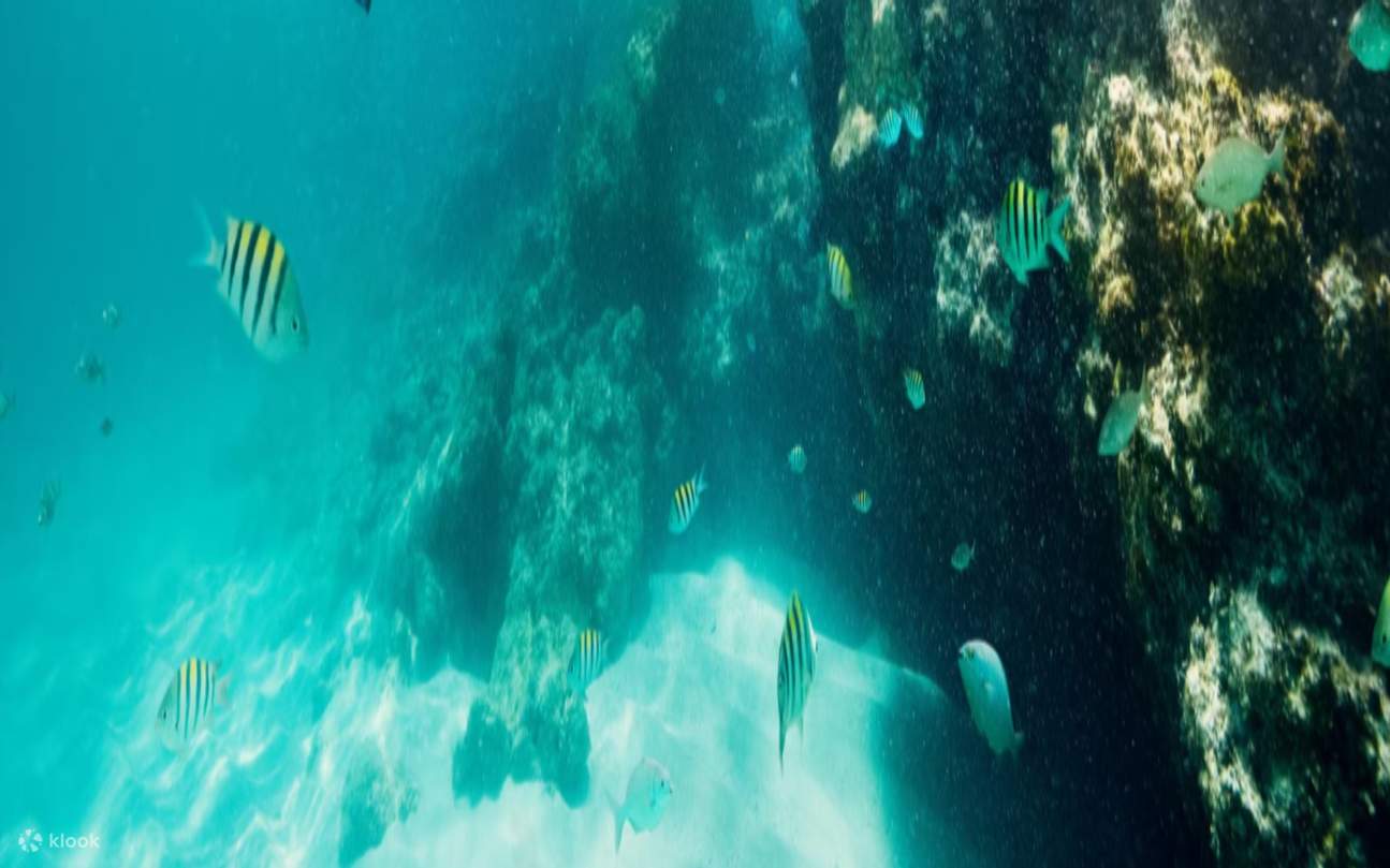 Punta Nizuc and MUSA Underwater Museum Snorkeling Experience - Klook ...
