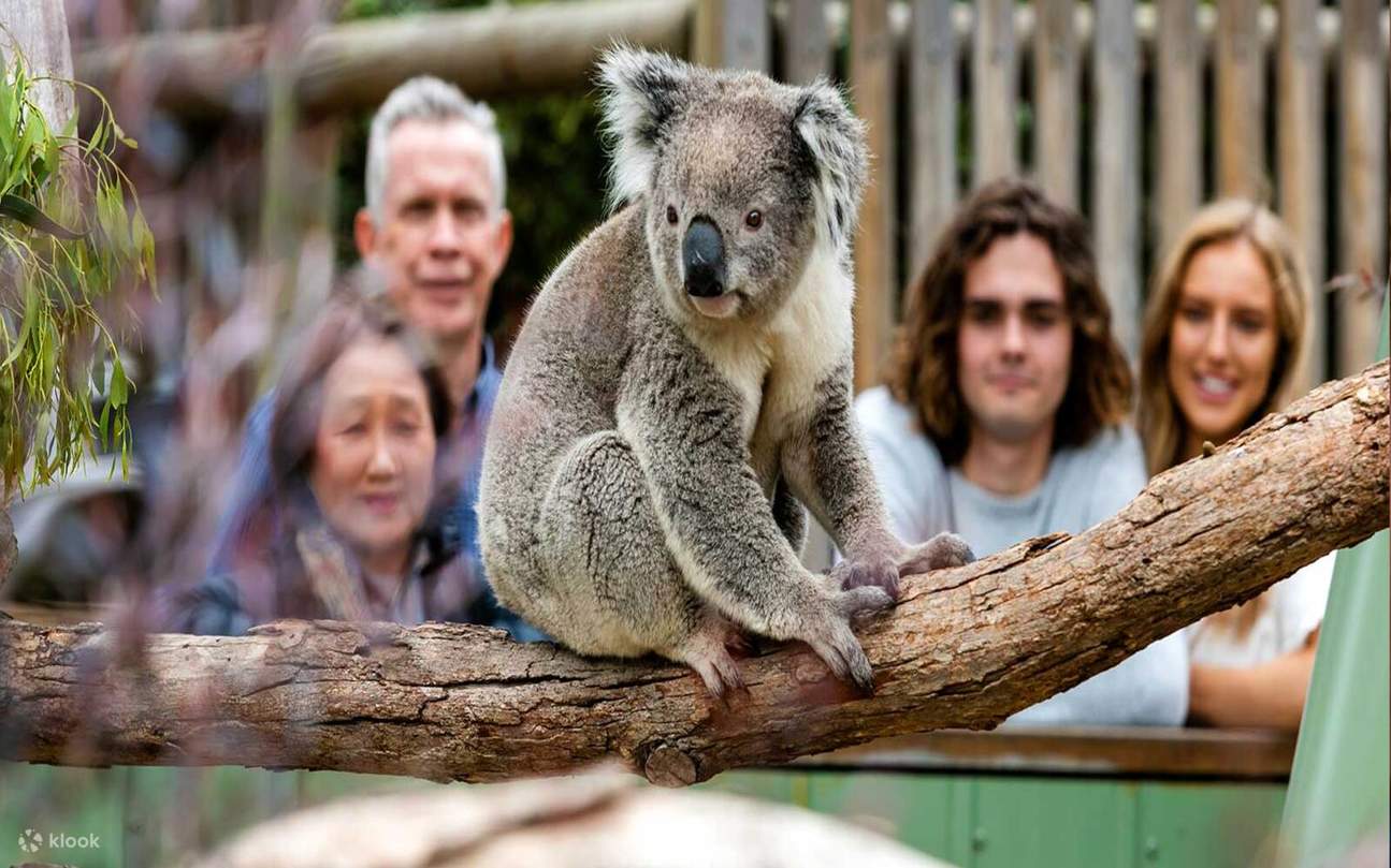 Tour Ngày Tàu Hơi Nước Puffing Billy và Vườn Thú Hoang Dã từ Melbourne ...