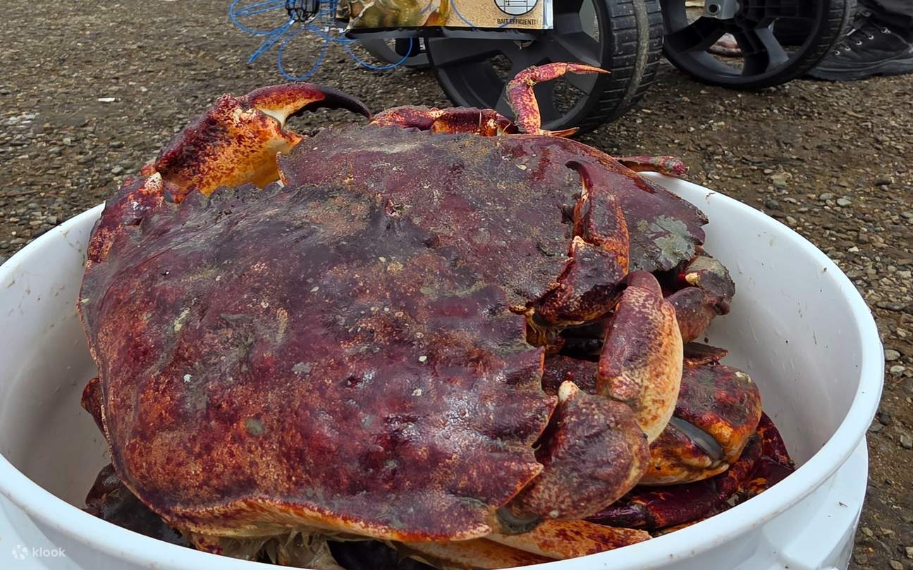 San Francisco: Crab Catch & Cook Experience under Golden Gate Bridge ...