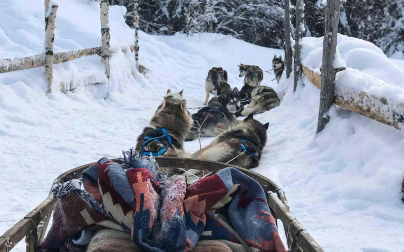 Local husky experience with sled ride and photographer - Klook Australia