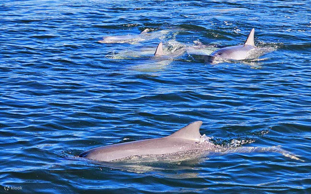 2 Hours Port River Dolphin and Maritime Cruise - Klook New Zealand