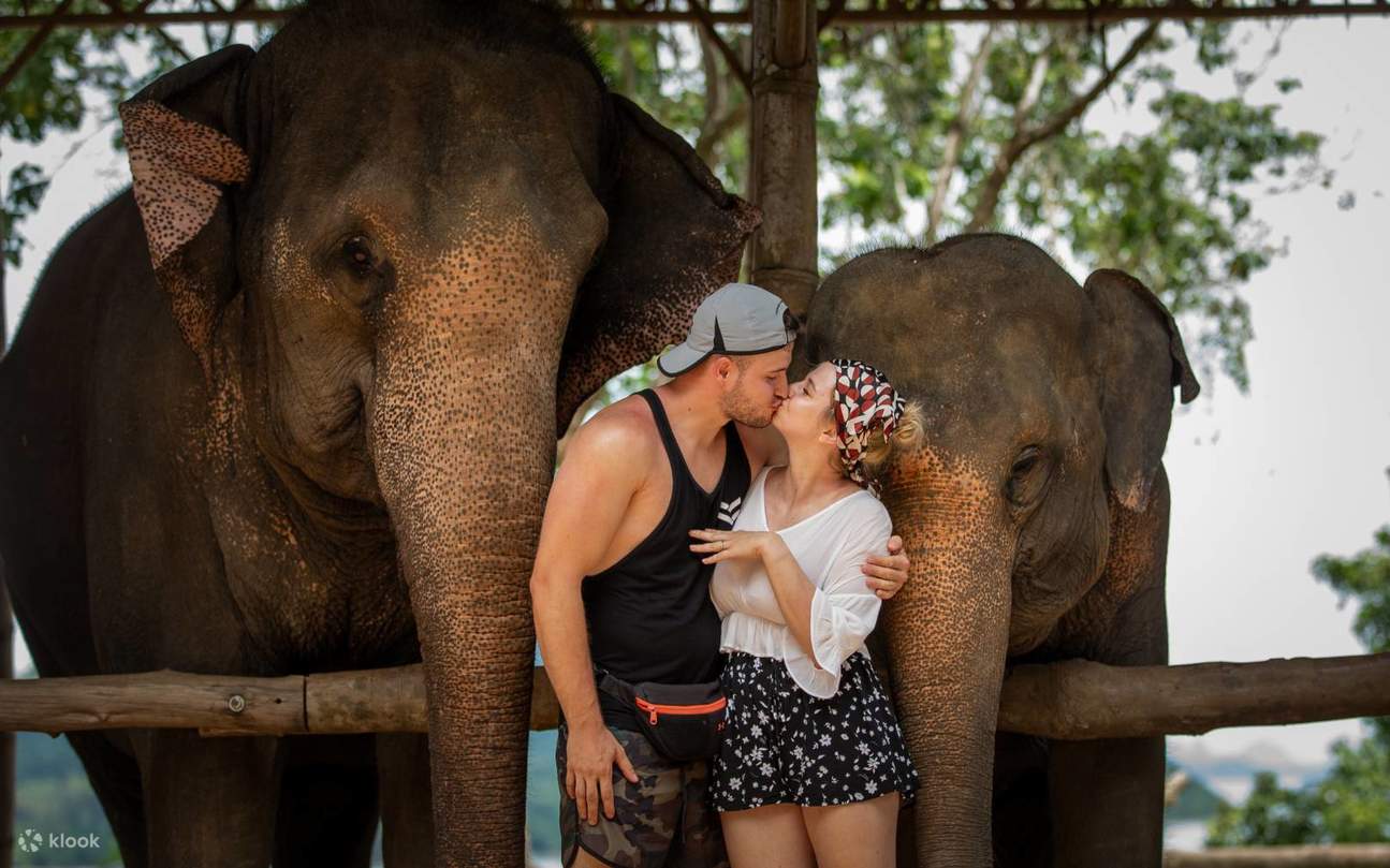 1 Day Join In Elephant Care Camp in Phuket - Klook