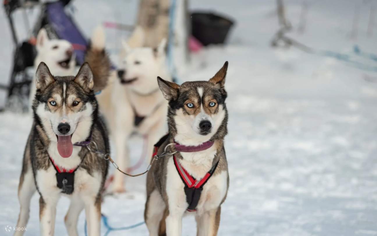 Local husky experience with sled ride and photographer - Klook Australia