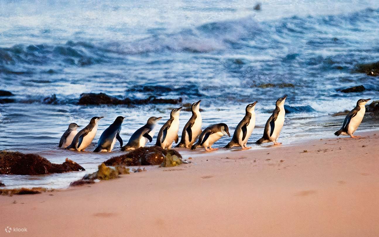 Melbourne: Penguin Parade, Koalas & Kangaroos Brighton Boxes Tour ...