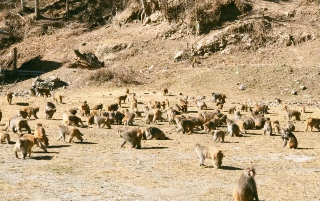 2-Day Pure Tour to Bipenggou & Dagu Glacier in Sichuan (Ice & Snow ...