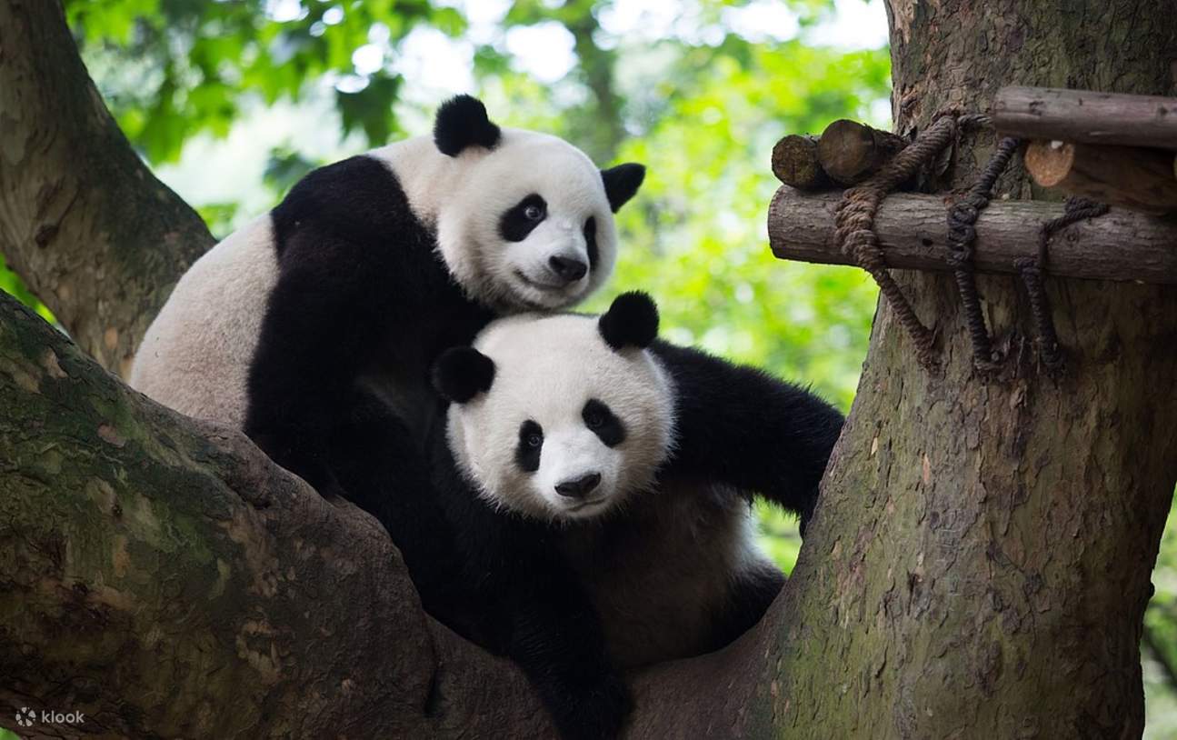 3 days and 2 nights high-end in-depth tour of Jiuzhaigou, Sichuan ...