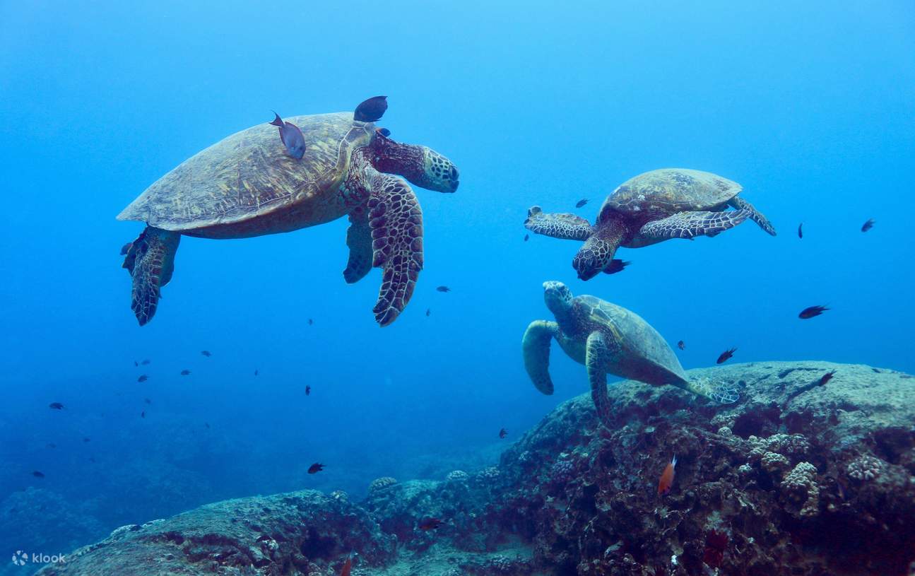 Explore the Best of Waikiki: Turtle Canyon Snorkeling with Lunch and ...