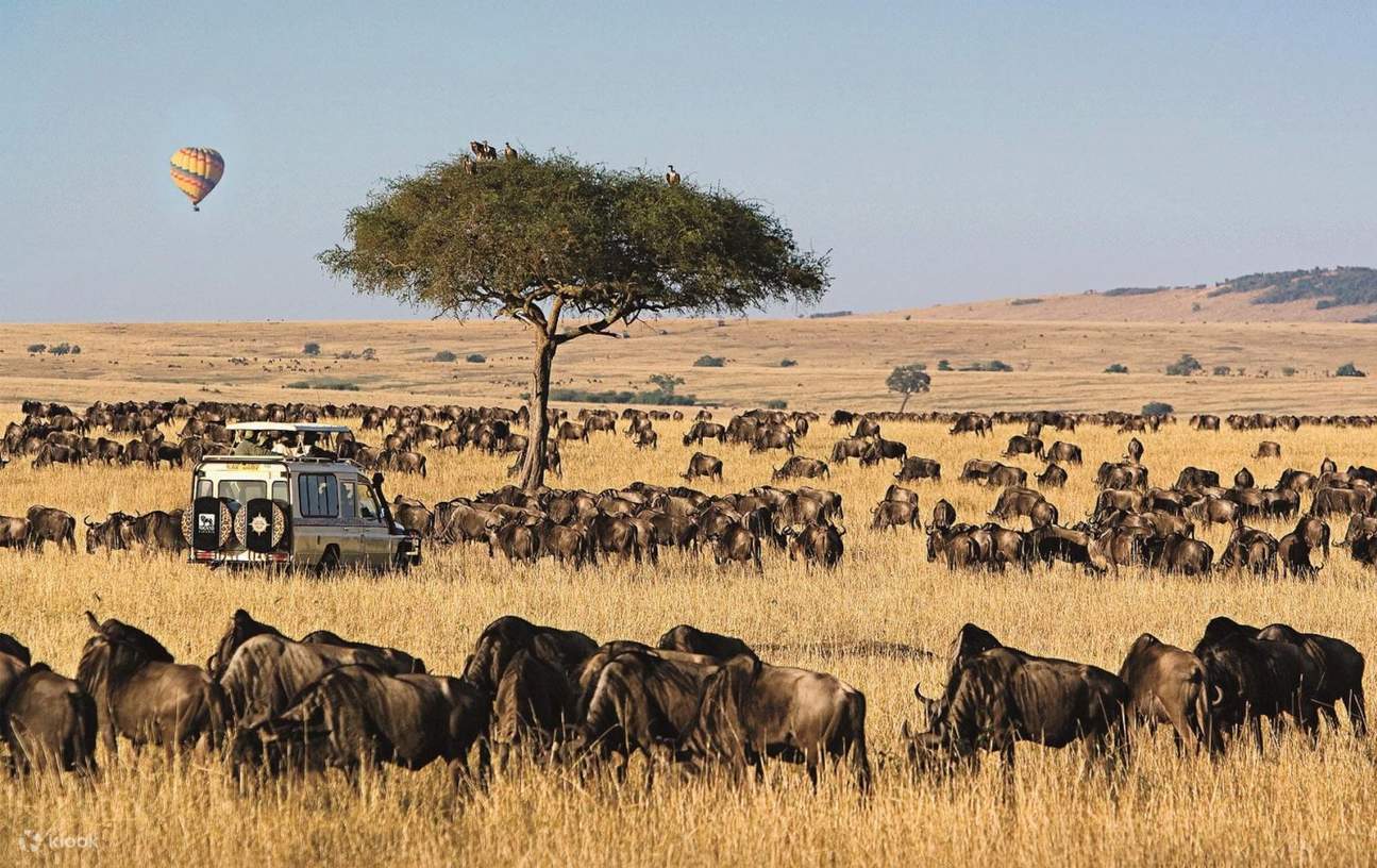 Ge dig ut på ett Maasai Mara-äventyr: Spännande 3-dagars safari från ...