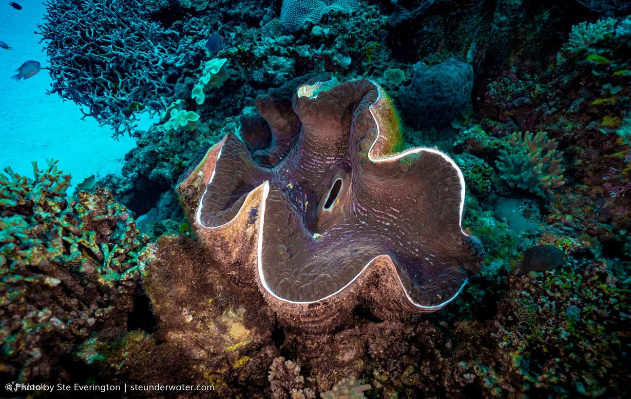 Experience the Thrill of Giant Clam Dive in Tokoriki Island with PADI 5 ...