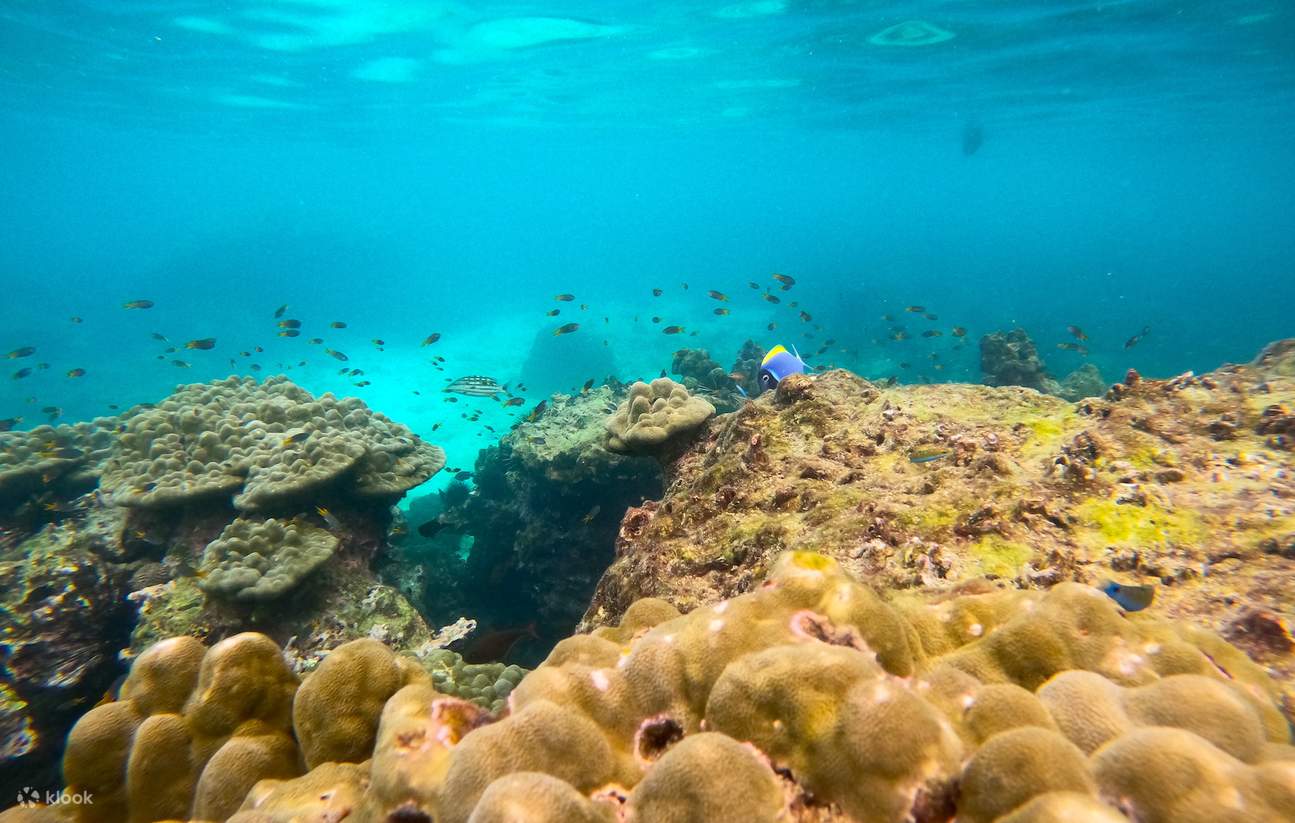 Phi Phi Sunrise with Maya Bay Join In Day Speedboat Tour - Klook