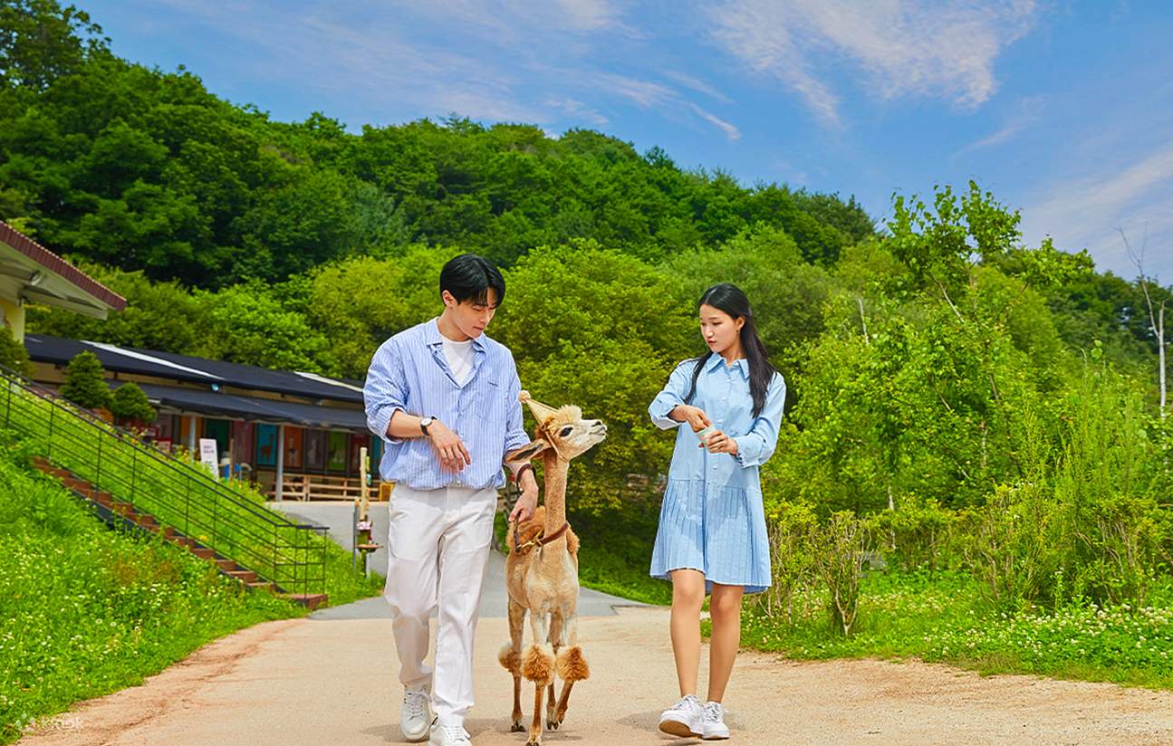 Nami Island/Alpaca World/Rail Bike/Begonia Bird Park/Cherry Blossoms - Klook