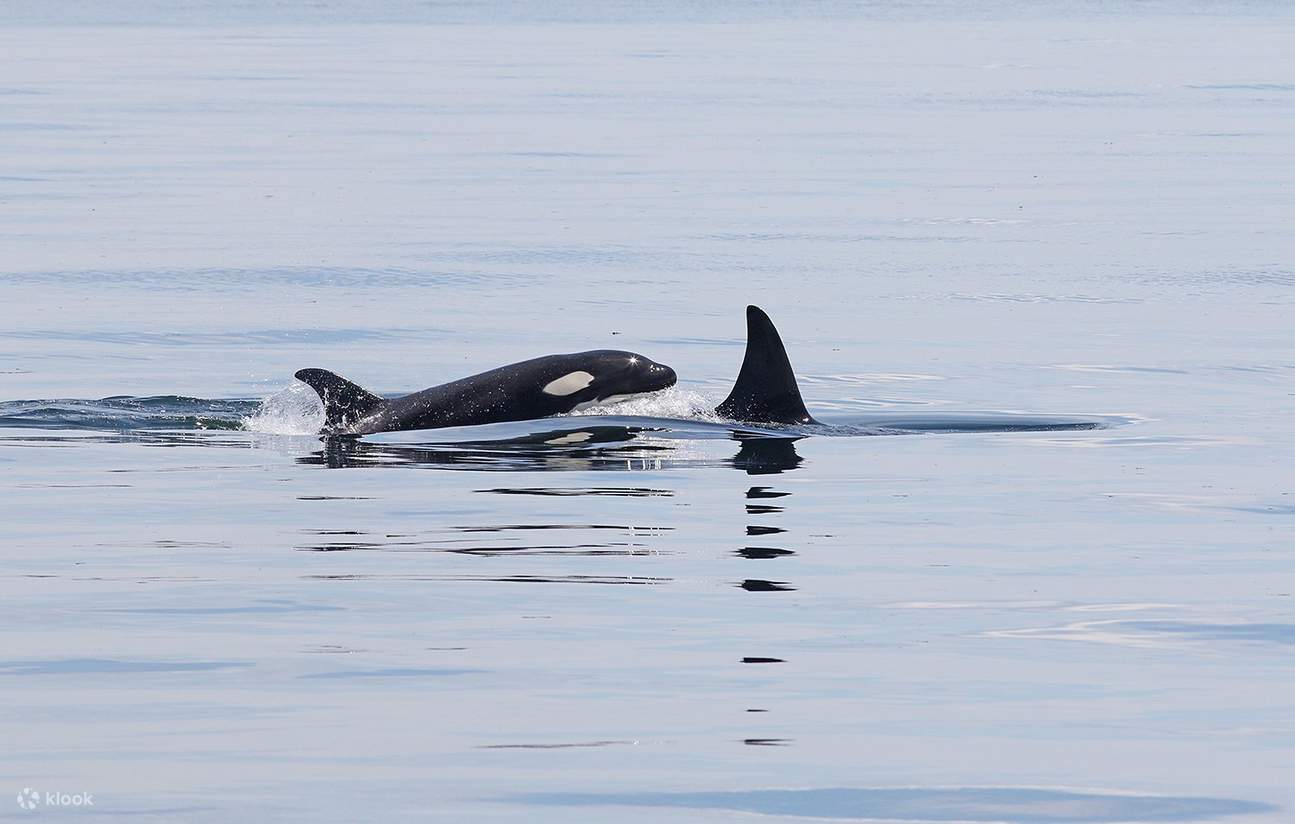 Victoria Whale Watching Cruise and Butchart Gardens - Klook United Kingdom
