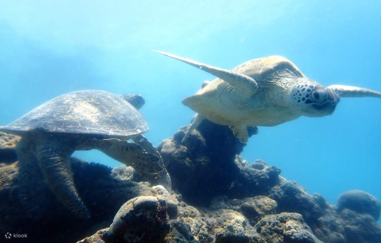 Up to 10% Off | Timba-Timba, Mataking Island Diving and Coral Planting ...