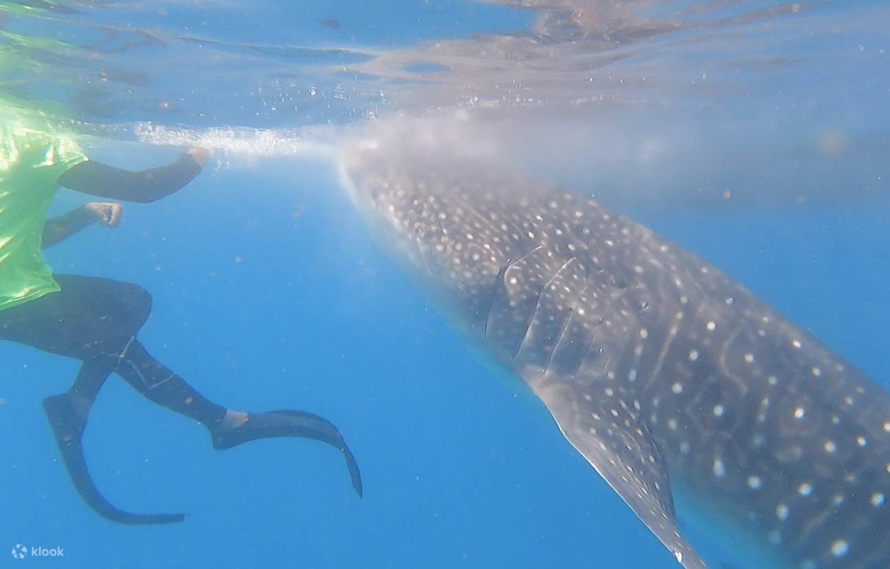 Interaksi Jerung Paus dengan Air Terjun Berkembar Pahangog di Bohol ...