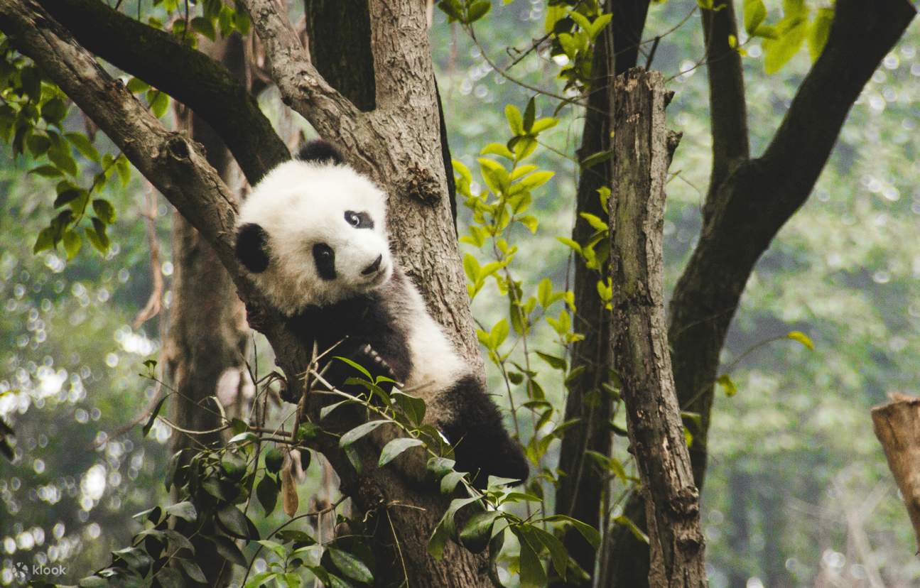 Day Tour: Leshan Buddha Marvel & Adorable Pandas Encounter - Klook