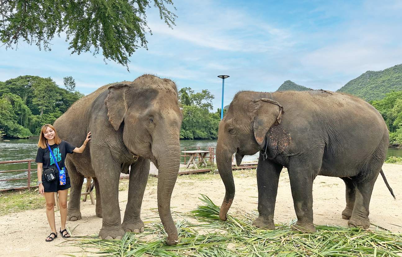 Kanchanaburi Elephant World Private Tour From Bangkok - Klook