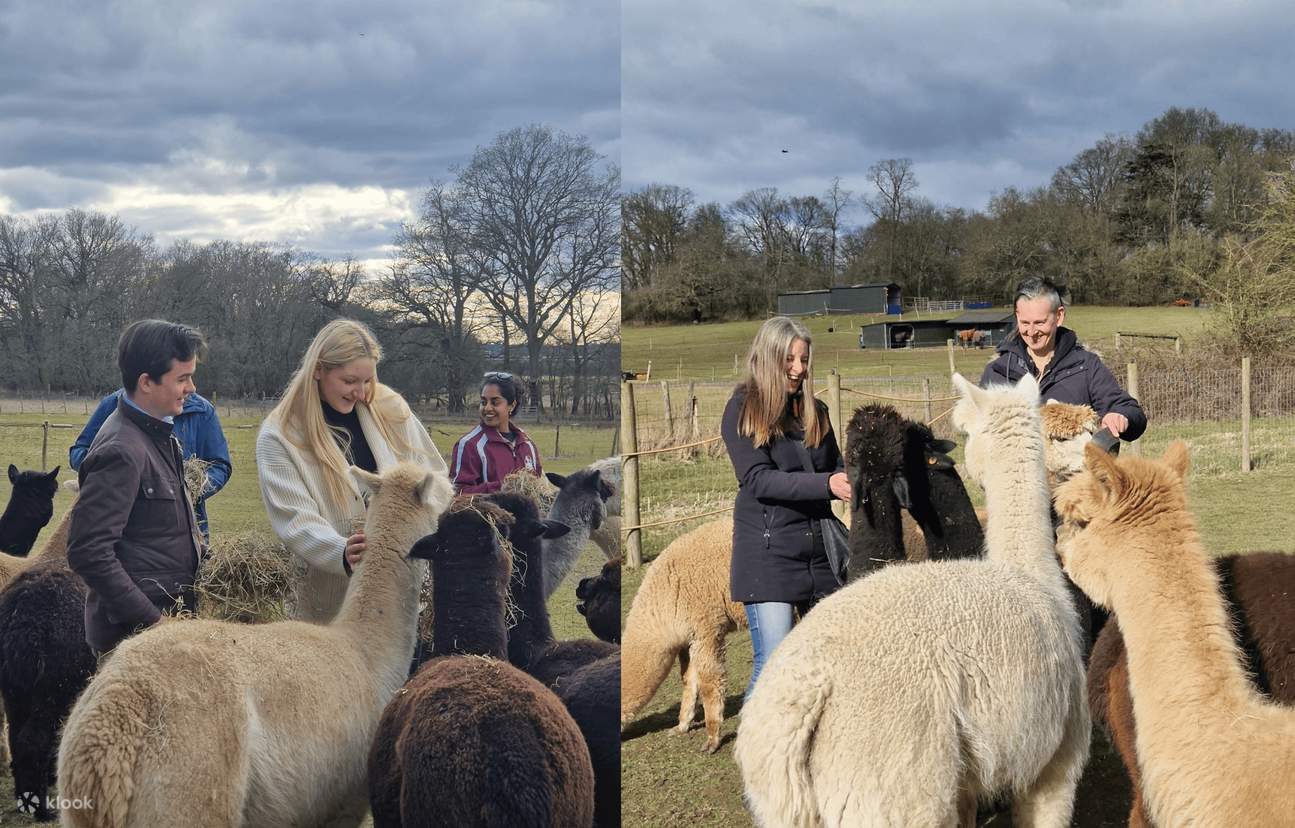 London Alpacas experience: Get up-close in their field & feed them! - Klook United Kingdom