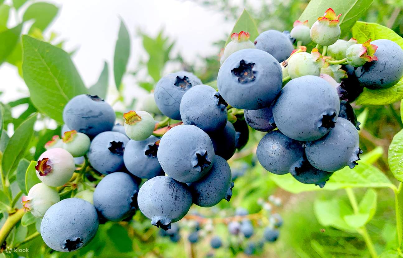 Hokkaido｜Tur Sehari Memetik Lembah Neraka & Kebun Danau Toya ...