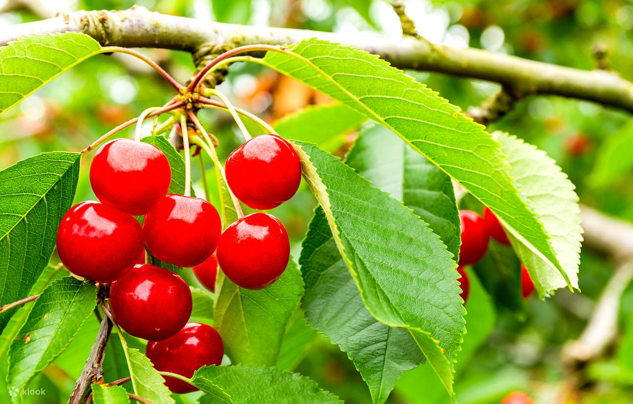 Hokkaido｜Lake Toya & Noboribetsu Hell Valley & Orchard Picking Day Tour ...