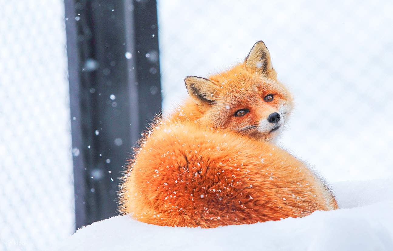 Hokkaido Zoo A Line Biei Aoike Elf Terrace One-Day Tour - Klook United ...