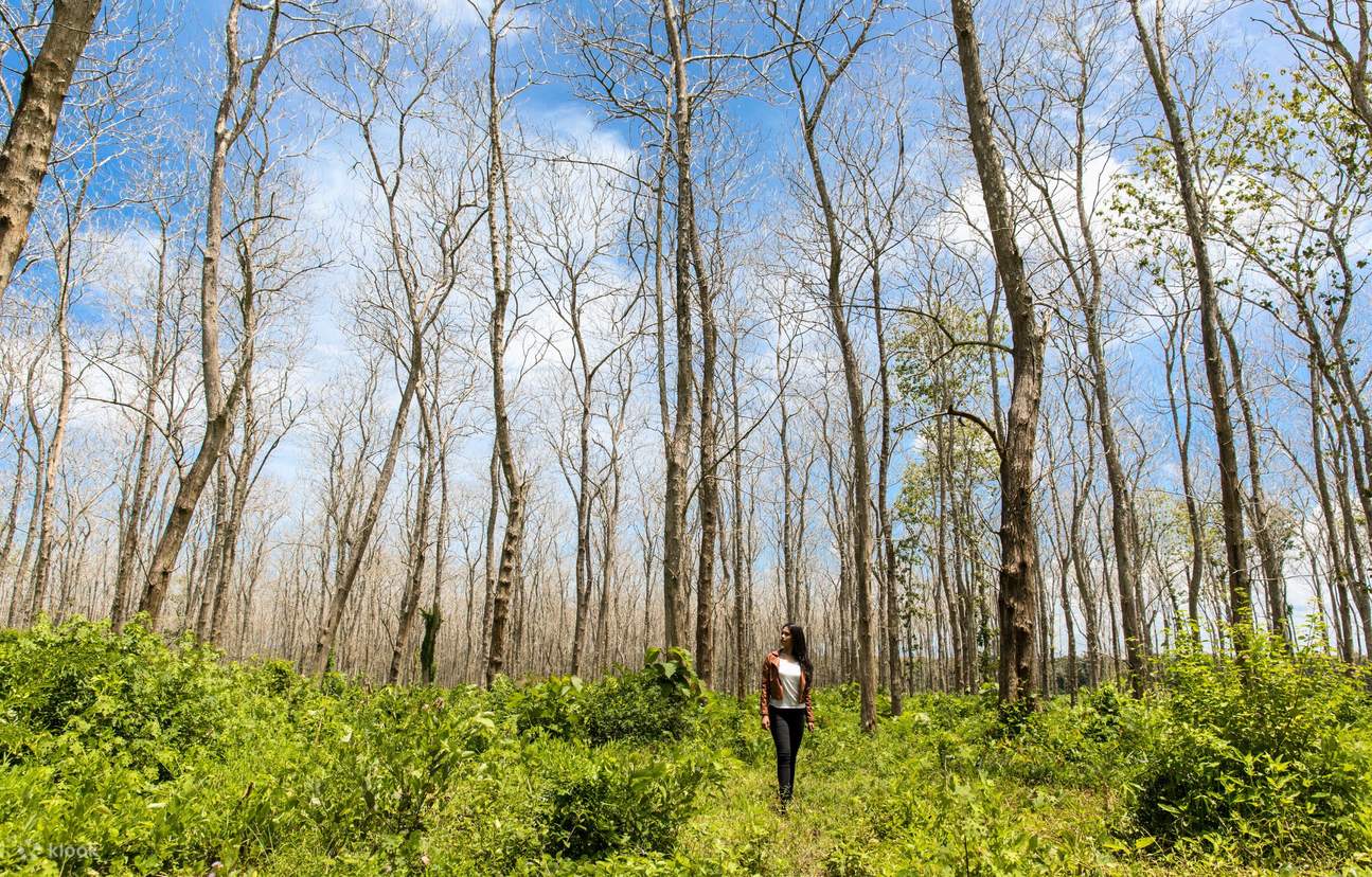 Alas Purwo National Park Day Tour from Banyuwangi - Klook United Kingdom