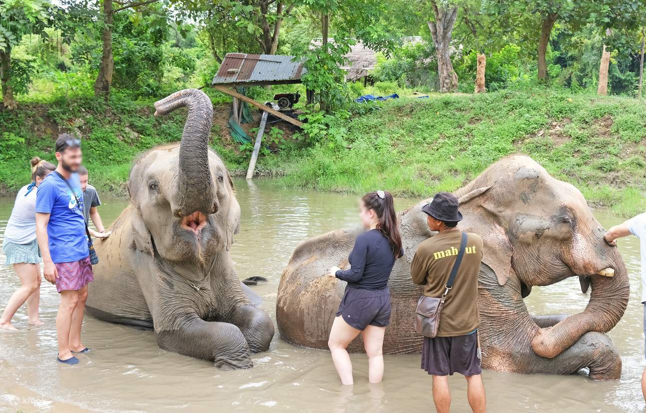 Kanchanaburi Elephant World Private Tour From Bangkok - Klook Philippines