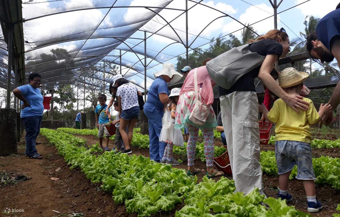 Pinkie's Farm Private Tour - Klook Philippines
