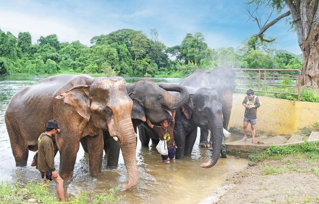 Kanchanaburi Elephant World Private Tour From Bangkok - Klook United States