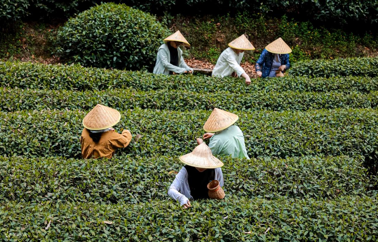 Hangzhou Longwu Spring Tea Tour: Half-day Experience of Tea Picking ...