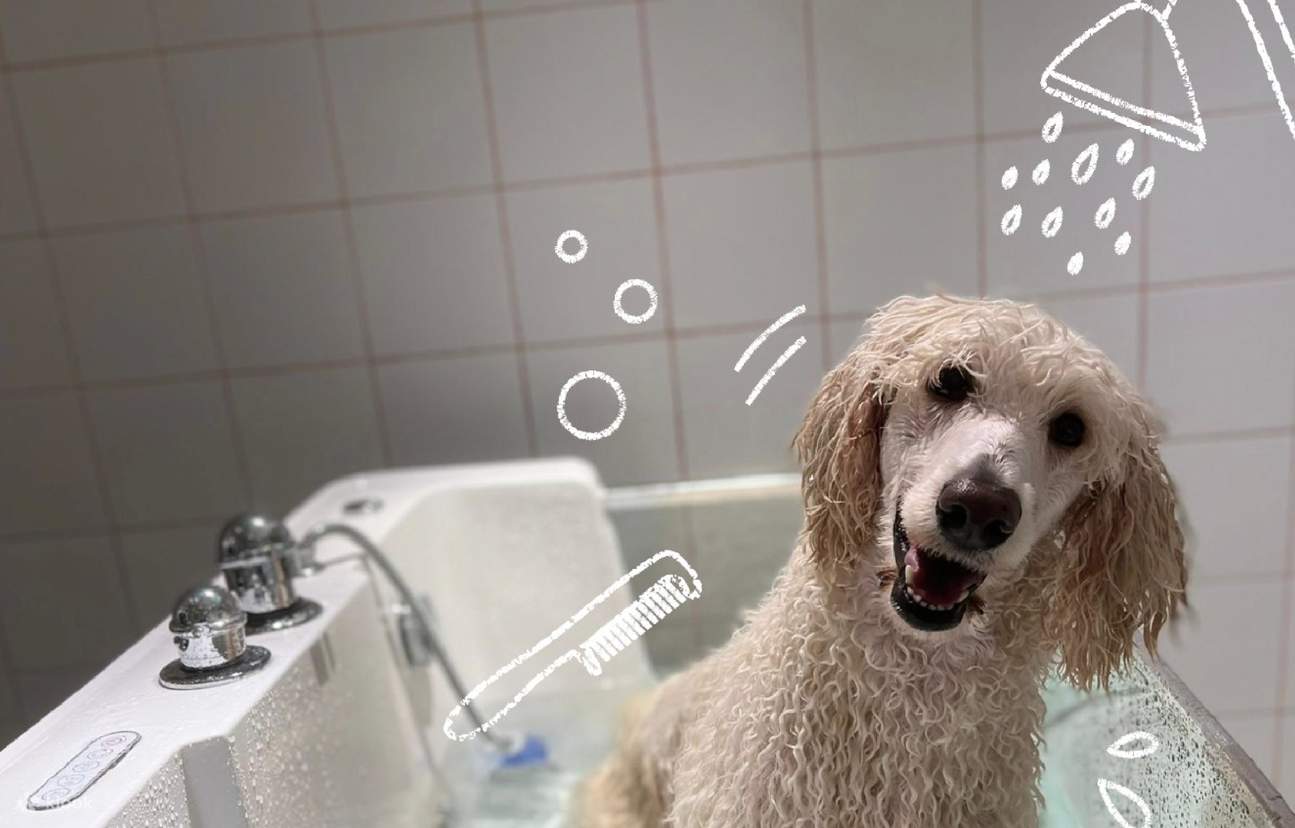 Hooment｜Grooming Coupon and Milk SPA Services - Klook