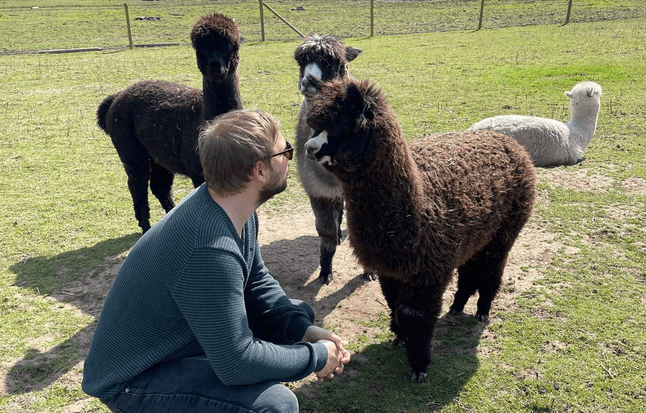London Alpacas experience: Get up-close in their field & feed them! - Klook Hong Kong