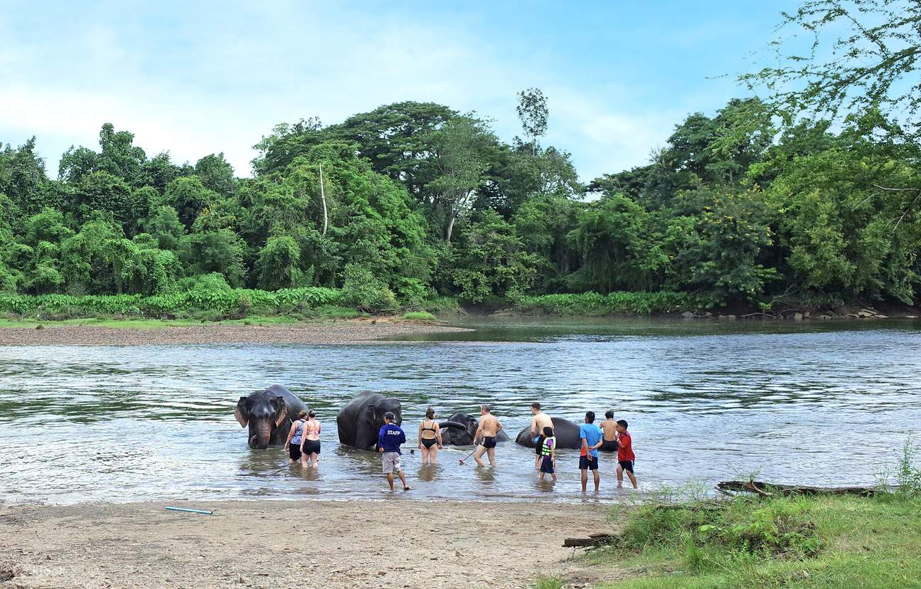 Kanchanaburi Elephant World Private Tour From Bangkok - Klook Philippines