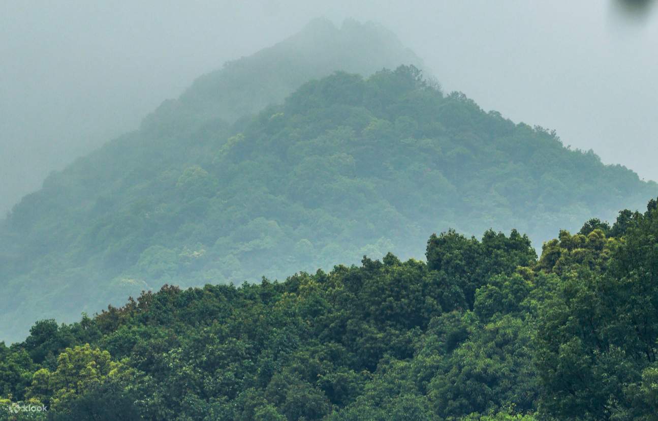 Hangzhou Longwu Spring Tea Tour: Half-day Experience of Tea Picking ...