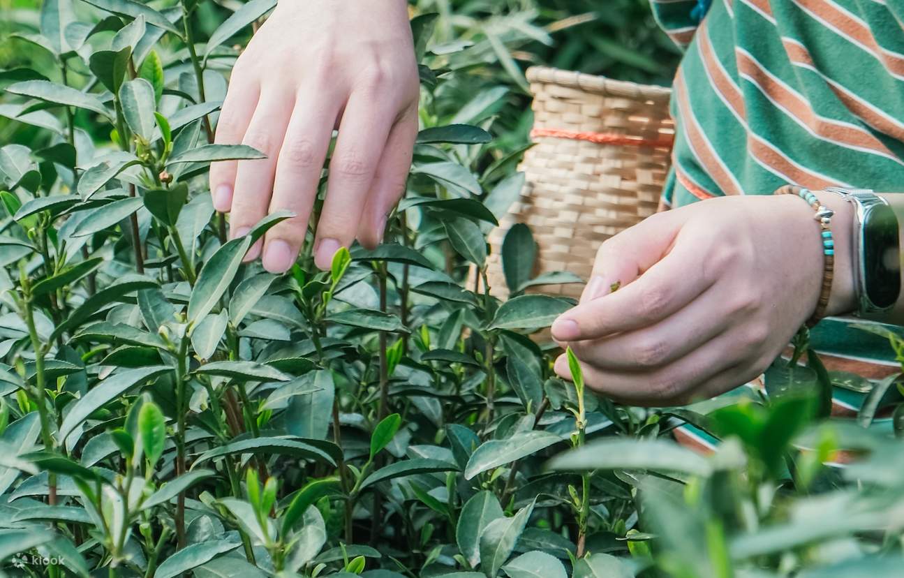 Hangzhou Longwu Spring Tea Tour: Half-day Experience of Tea Picking ...