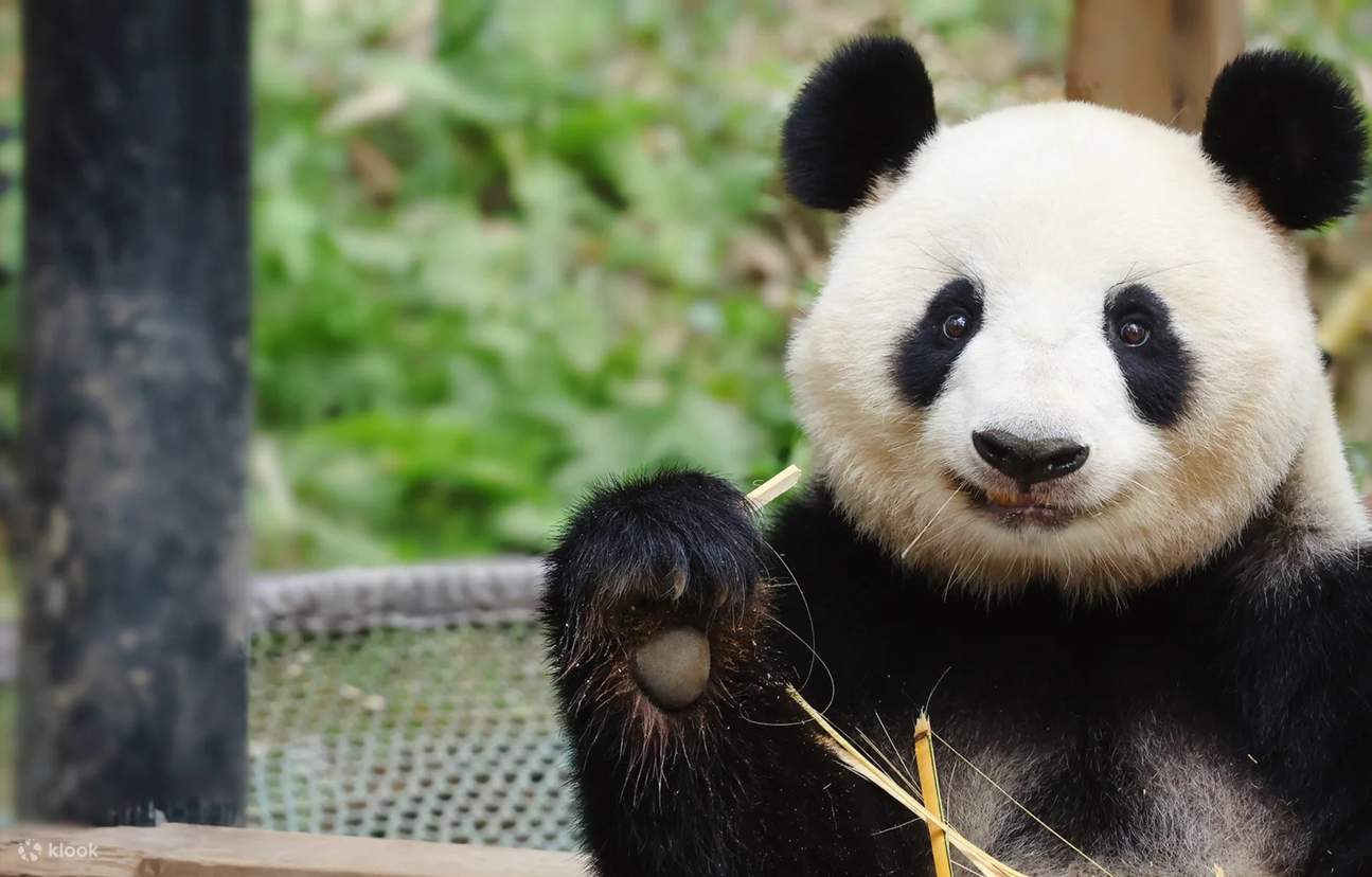 [4-day luxury tour] Jiuzhaigou + Huanglong + Panda Paradise ...