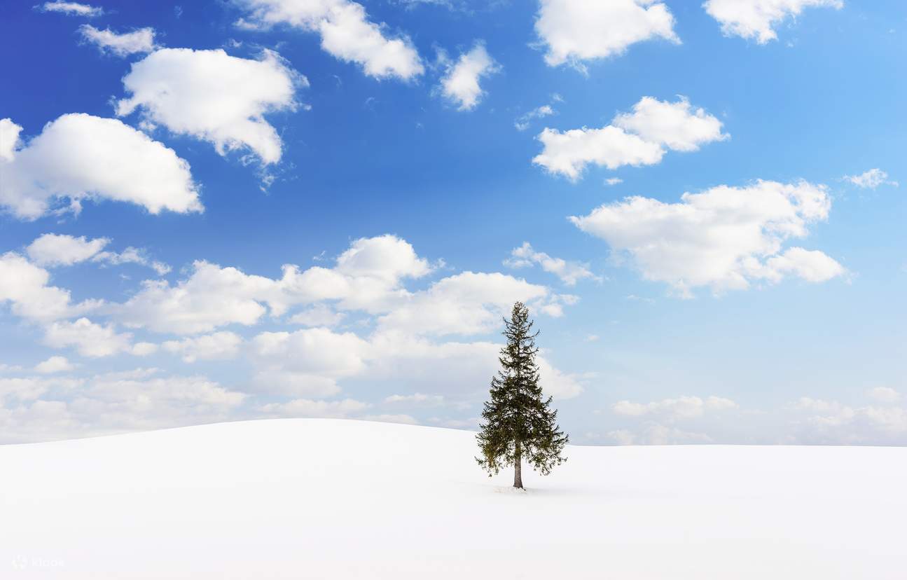Mini Group For 9 People·hokkaido Asahikawa And Biei One Day Tour Klook Australia