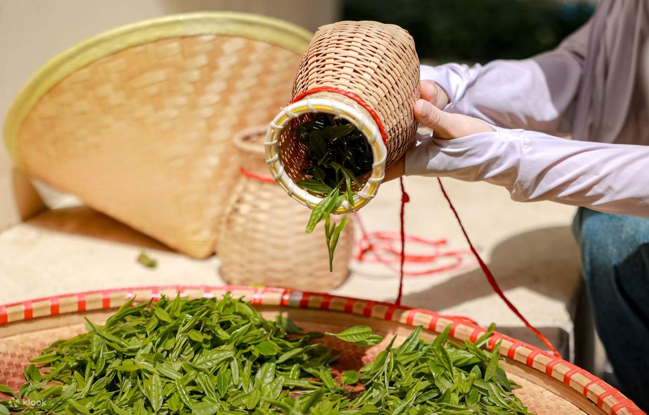 Hangzhou Longwu Spring Tea Tour: Half-day Experience of Tea Picking ...