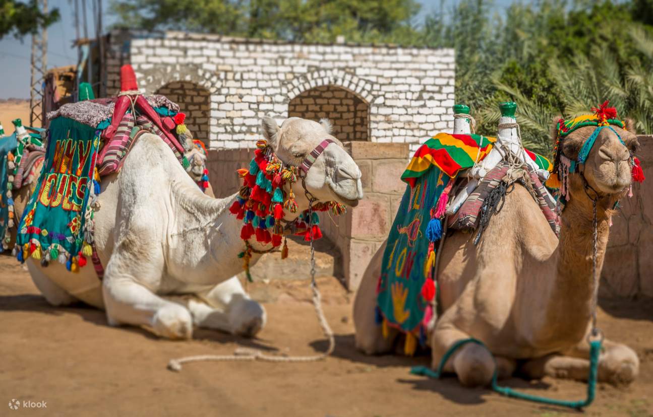 Aswan Unveiled: Full Day Tour and Nubian Village - All Fees Included ... Aswan Unveiled: Full Day Tour and Nubian Village - All Fees Included ...
