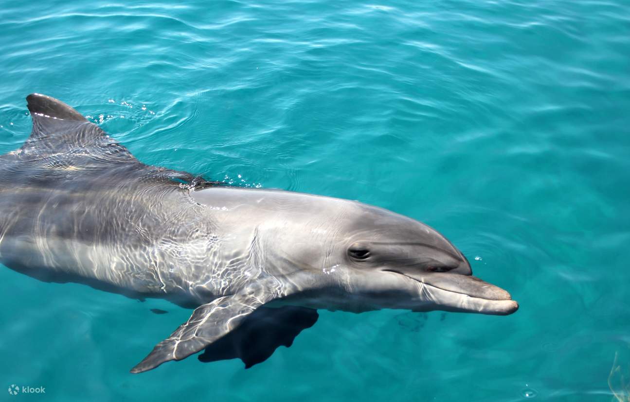 Dolphin & Tangalooma Wreck Snorkeling Cruise dari Brisbane - Klook ...