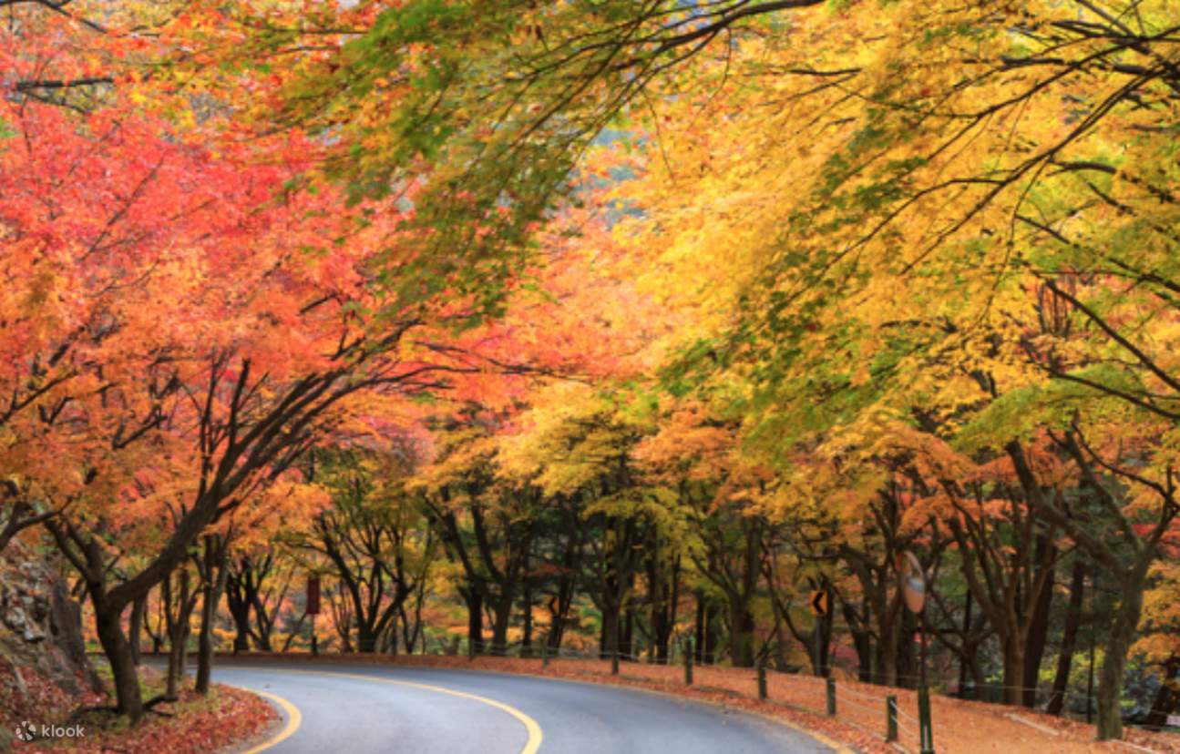 Autumn scenery Naejang&Seorak National Park Maple leaves Day Tour ...