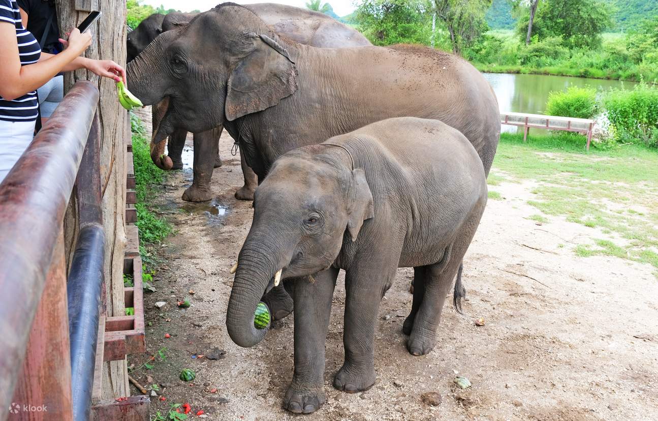 Kanchanaburi Elephant World Private Tour From Bangkok - Klook Hong Kong