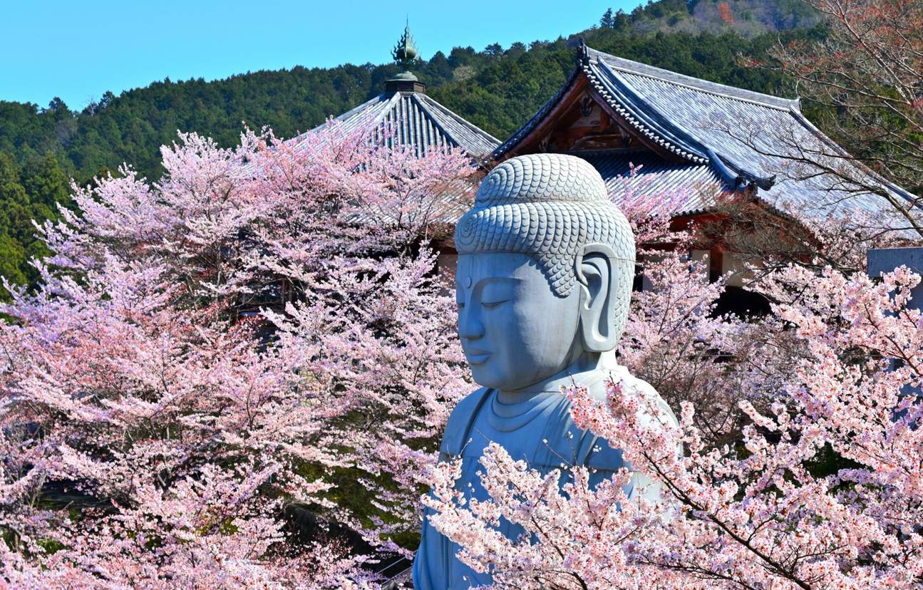 Nara: Excursión de un día para contemplar los cerezos de montaña del ...