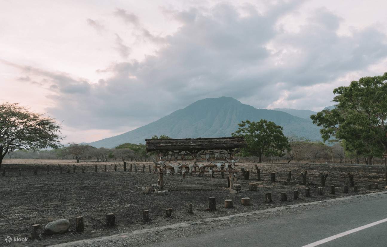Safari di Taman Nasional Baluran di Banyuwangi oleh Dialoog Banyuwangi - Klook Indonesia