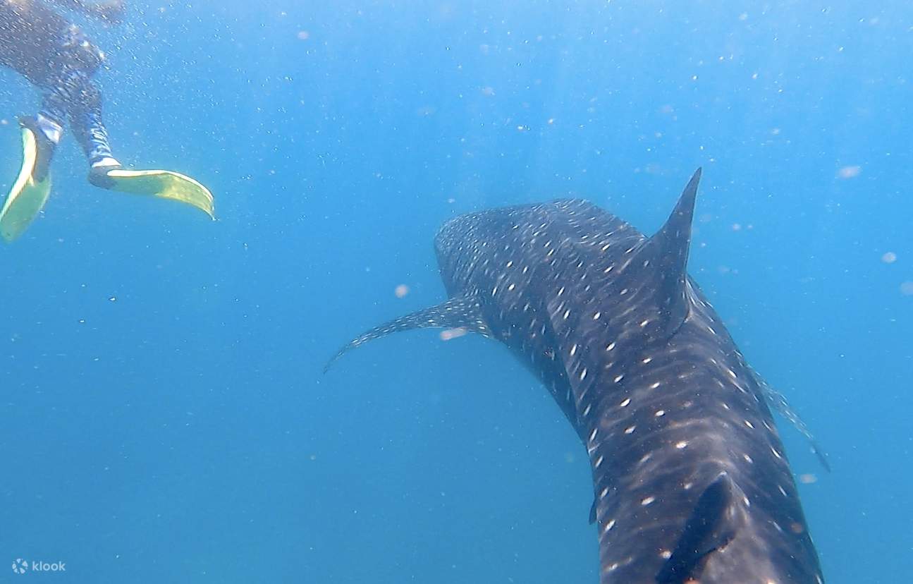 Bohol Whale Shark Interaction Tour - Klook Philippines