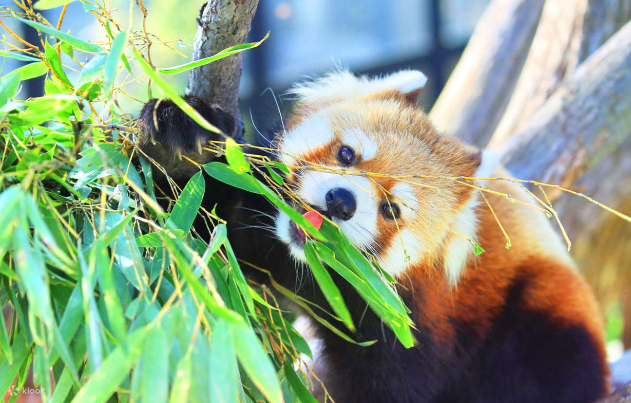 Hokkaido Zoo A Line Biei Aoike Elf Terrace One-Day Tour - Klook India