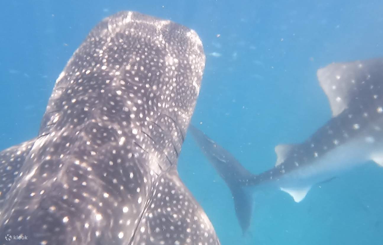 Bohol Whale Shark Interaction Tour - Klook Philippines